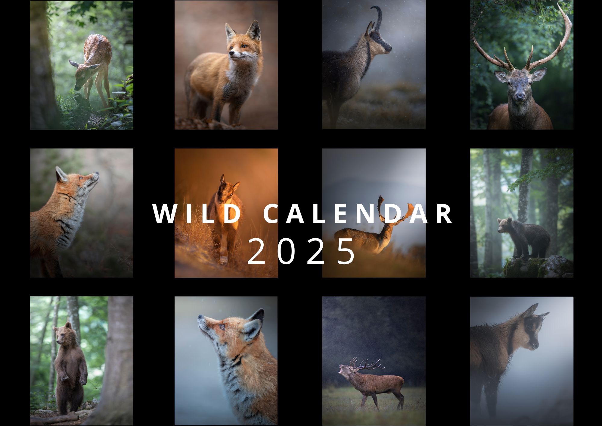 WILD CALENDAR 2025 | Alessandro Di Modica